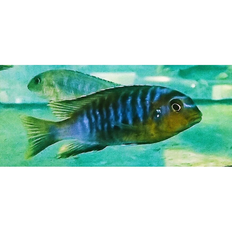 Tropheops sp.membe Mbuzi Island F1 6-9cm- rare