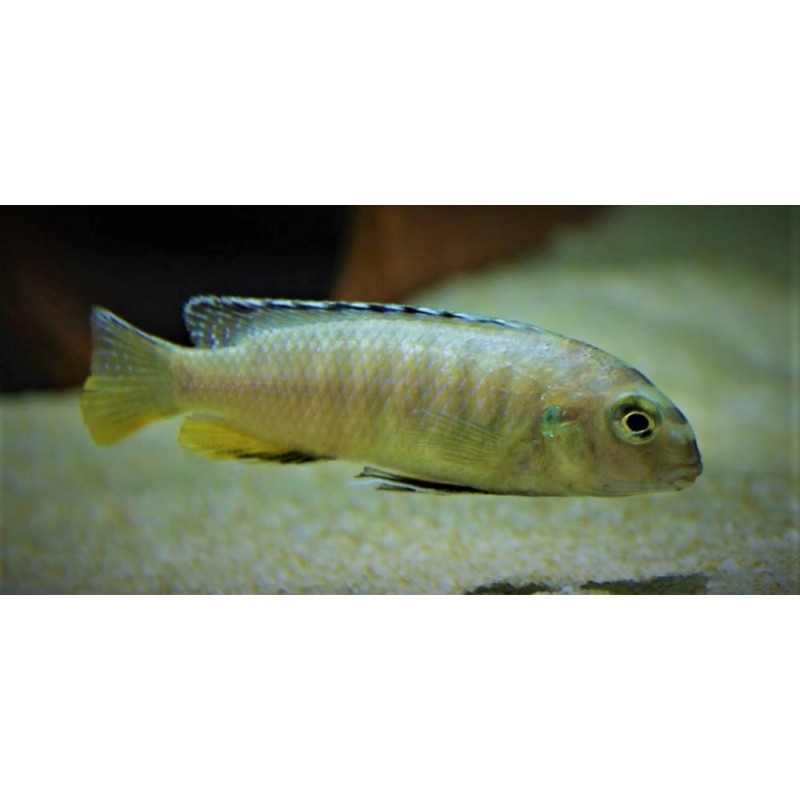 Tropheops sp.red fin Charo 6-9cm élevage Sexe Mâle