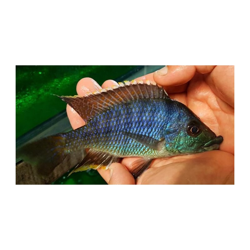 Protomelas ornatus sauvage taille M. Malawi Sexe Mâle